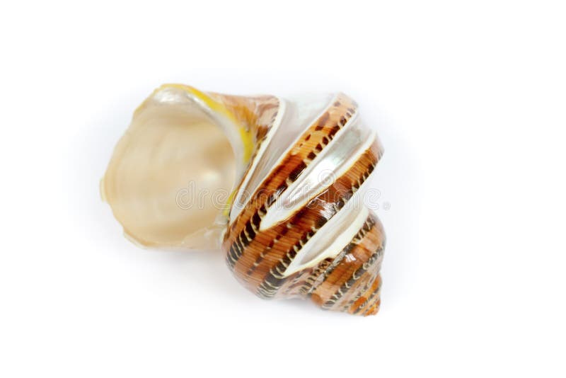 Shell stock photo. Image of neptune, cockleshell, bottom - 18902740