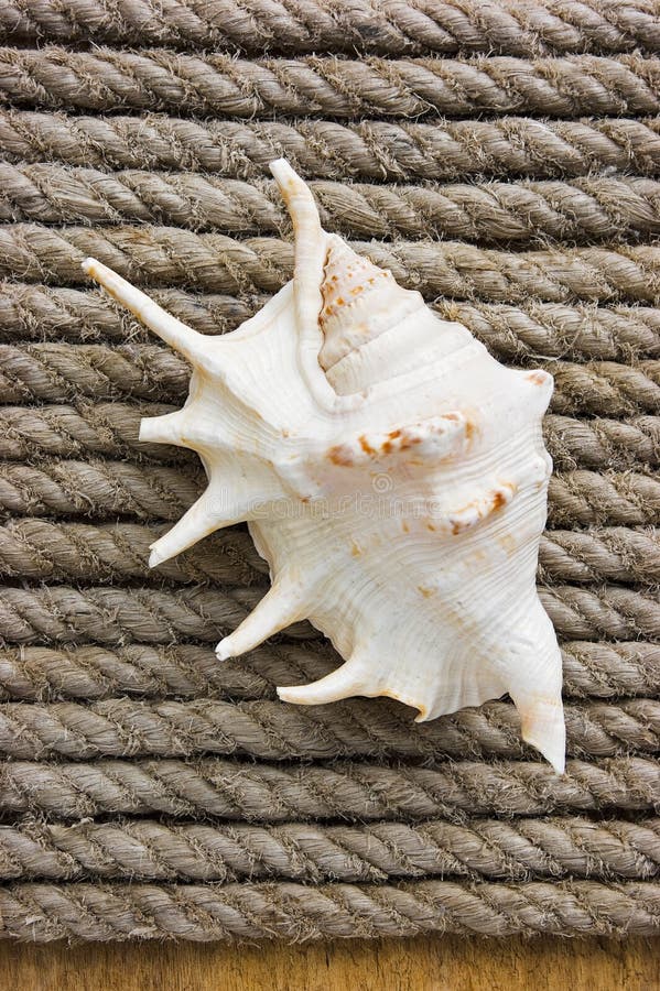 Shell imagen de archivo. Imagen de marco, descubrimiento - 19787387