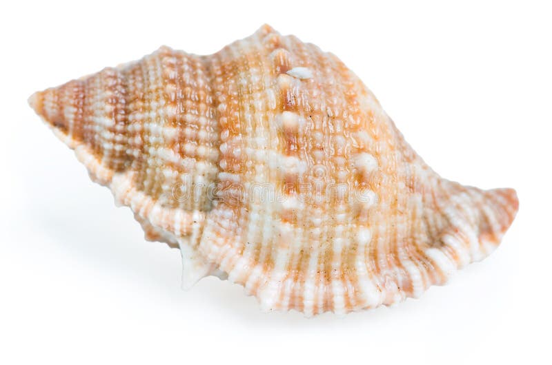 Seashells isolated stock photo. Image of environment, outdoor - 8485880
