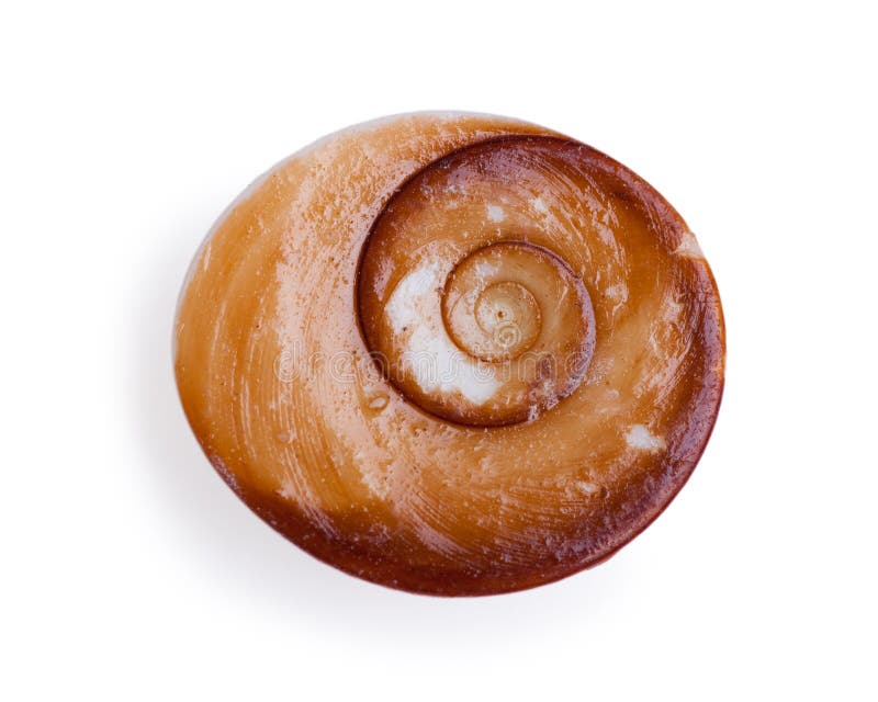 Conch shell. stock photo. Image of queen, nature, conch - 24952102