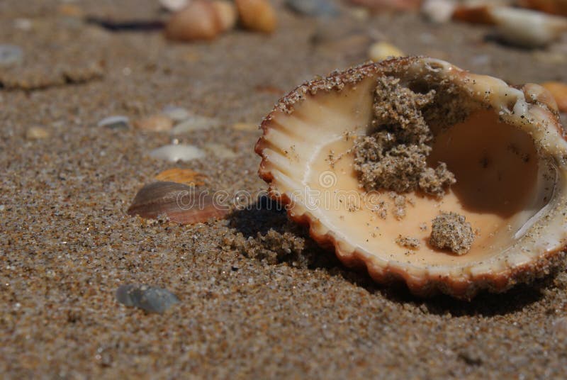 Shell Picture. Image: 21067850