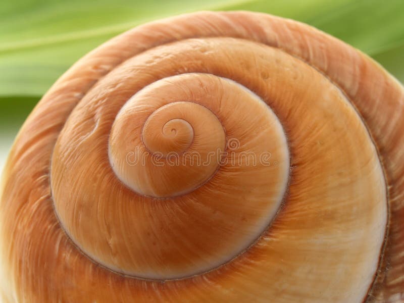 450 Winding Shell Stock Photos - Free & Royalty-Free Stock Photos from ...