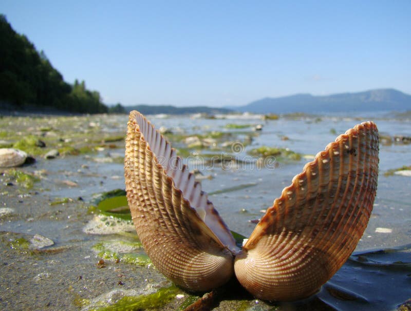 Shell stock photo. Image of island, seashell, water, shell - 21312092