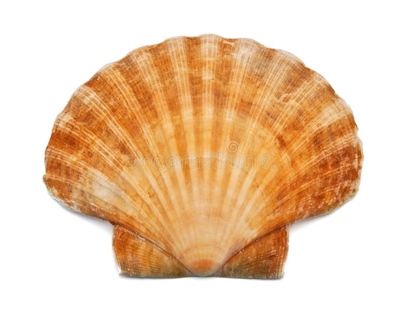 Sea shell stock image. Image of conchology, seashell - 24147059
