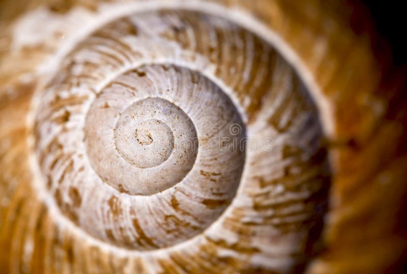 Macro shells stock image. Image of marine, element, extra - 24124741