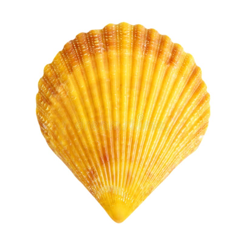 Sea shell stock photo. Image of color, mussel, closeup - 15841138