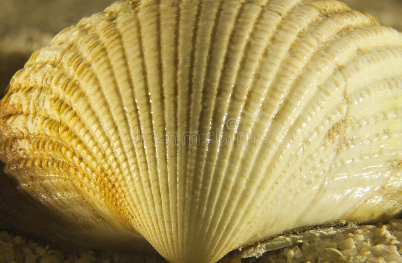 Shell stock photo. Image of helix, clockwise, rotation - 23427672