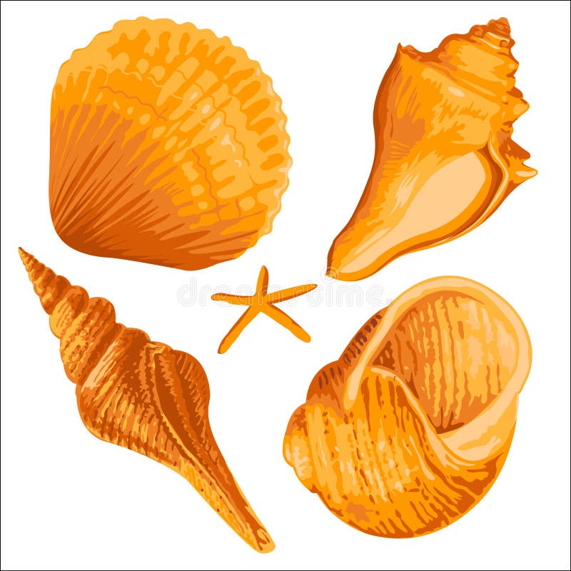 Shell stock illustration. Illustration of snail, backdrop - 23595078