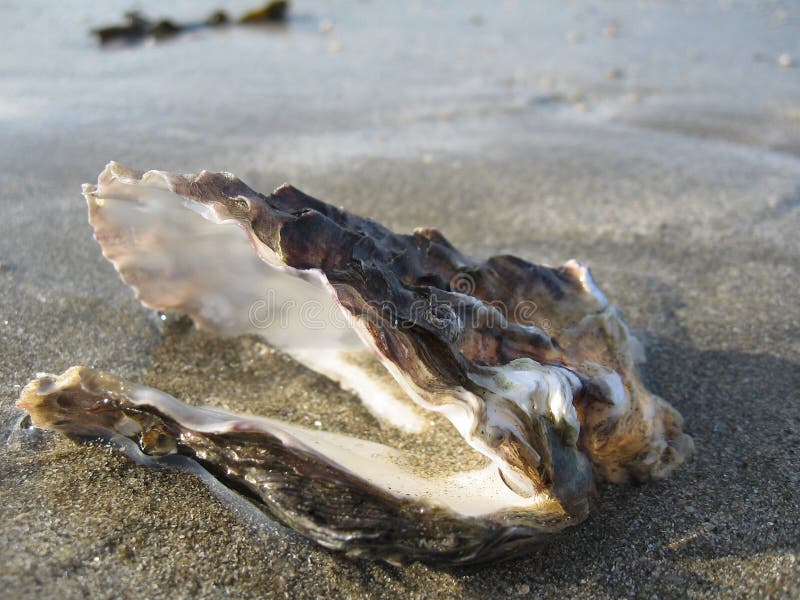 Shell stock photo. Image of sand, iridescent, grainules - 263480