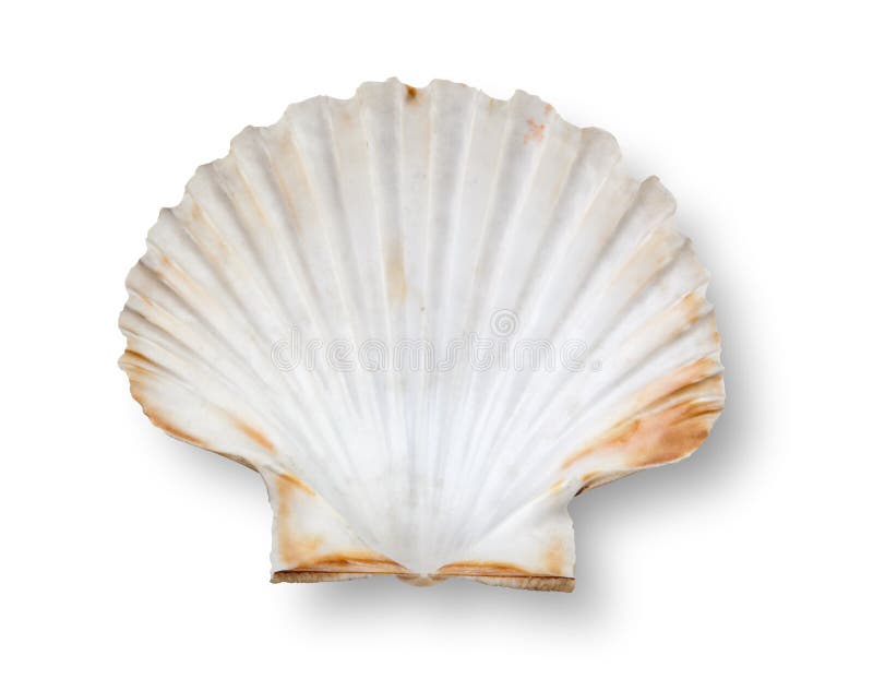 Seashell stock photo. Image of species, scallop, ocean - 118618