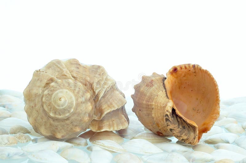 Shell stock image. Image of shape, skeleton, decor, item - 25984889