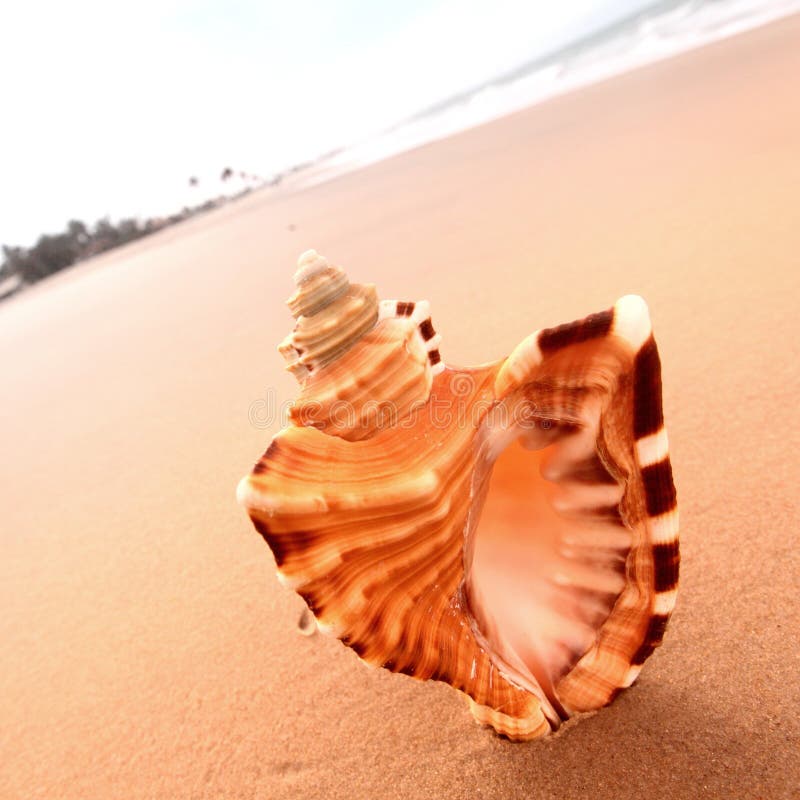 Shell stock photo. Image of caribbean, relax, beach, pretty - 8101710