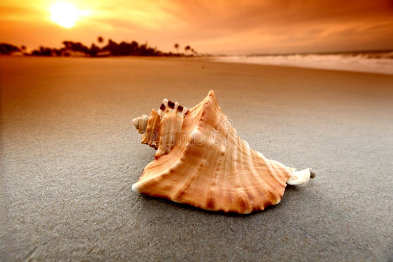 Shell on sand beach stock image. Image of diving, calm - 21666803