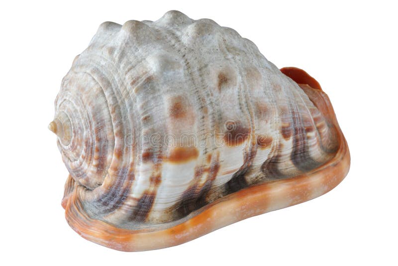 Shell stock foto. Image of patroon, schelp, exotisch - 28068264