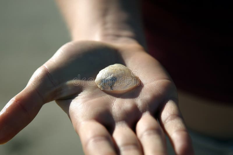 Hand And Shell Picture. Image: 5682083