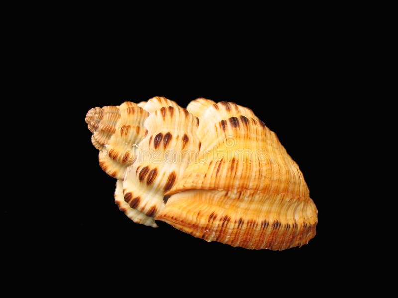 Shell stock image. Image of texture, tropics, crustacean - 327085