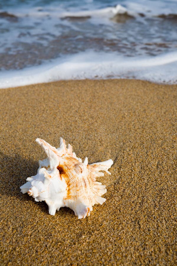 Shell stock image. Image of shell, nature, seashell, isolated - 4636965