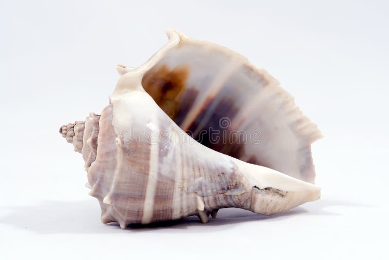 Shell stock photo. Image of natural, isolated, seashell - 3734032