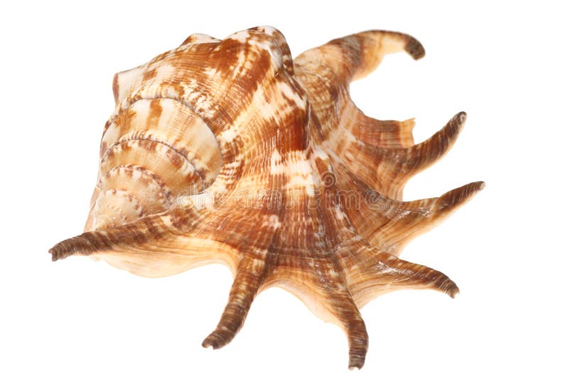Sea Shell stock image. Image of shell, ocean, conk, oyster - 256143