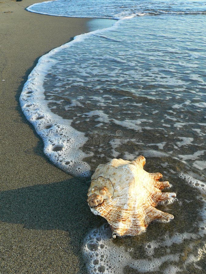 Shell stock image. Image of shell, nature, seashell, isolated - 4636965