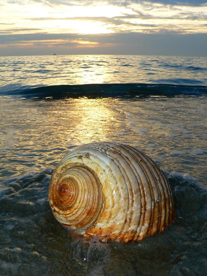 Shell stock image. Image of shell, nature, seashell, isolated - 4636965