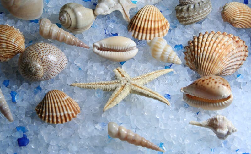 Shell Picture. Image: 4751302