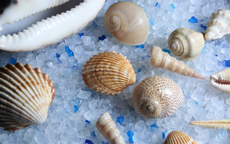 Shell Picture. Image: 4751304