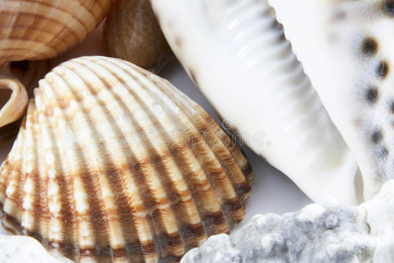 Shell Picture. Image: 4839469