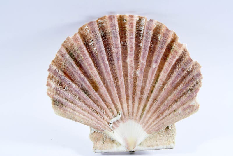 Shell Picture. Image: 4839547
