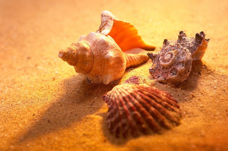 Shell stock photo. Image of underwater, shells, relax - 4928782
