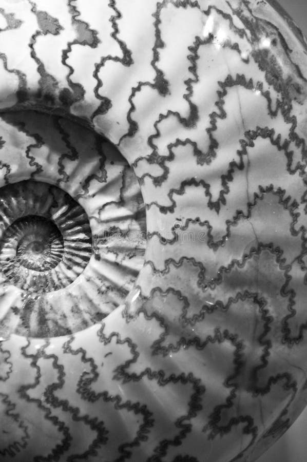 Shell stock photo. Image of marine, dinosaurs, archeological - 5356562