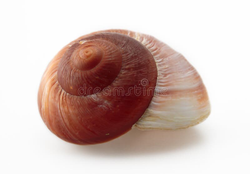 Shell stock photo. Image of oceanshell, shell, shells - 5423906