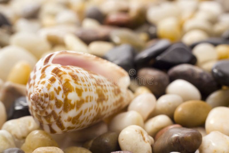 Shell stock image. Image of seashell, beach, macro, pebble - 5547439