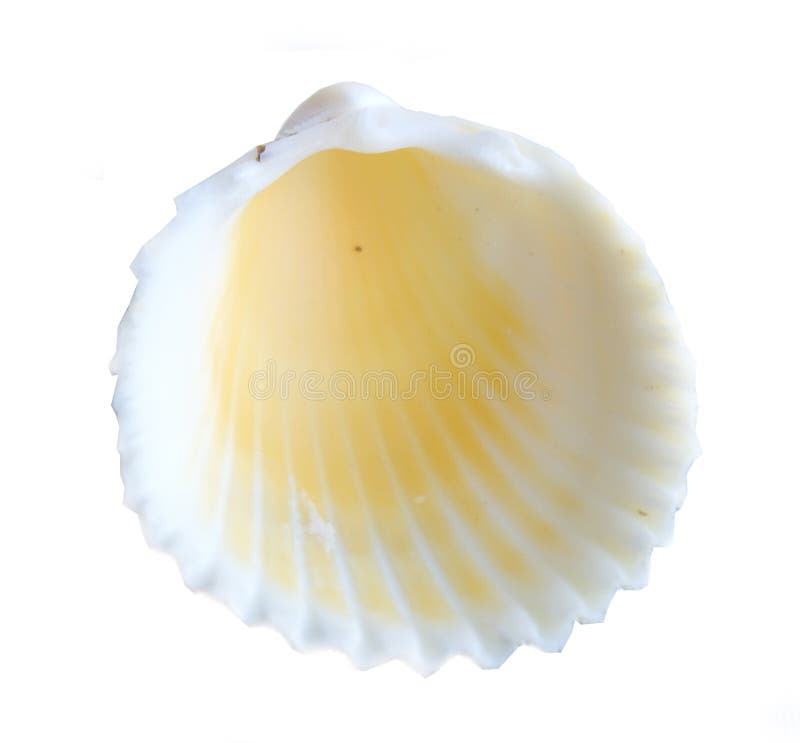 Swirl Shell stock image. Image of fanciful, educated, concentric - 9368633