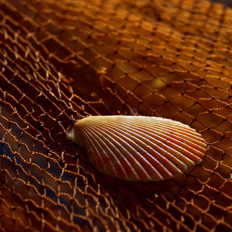 Shell stock photo. Image of biology, detail, shell, shellfish - 5999454