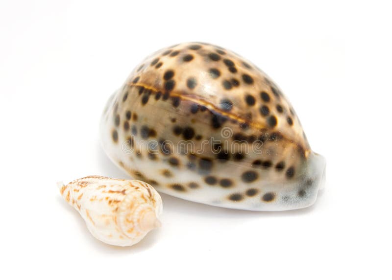 Shell Picture. Image: 6107373
