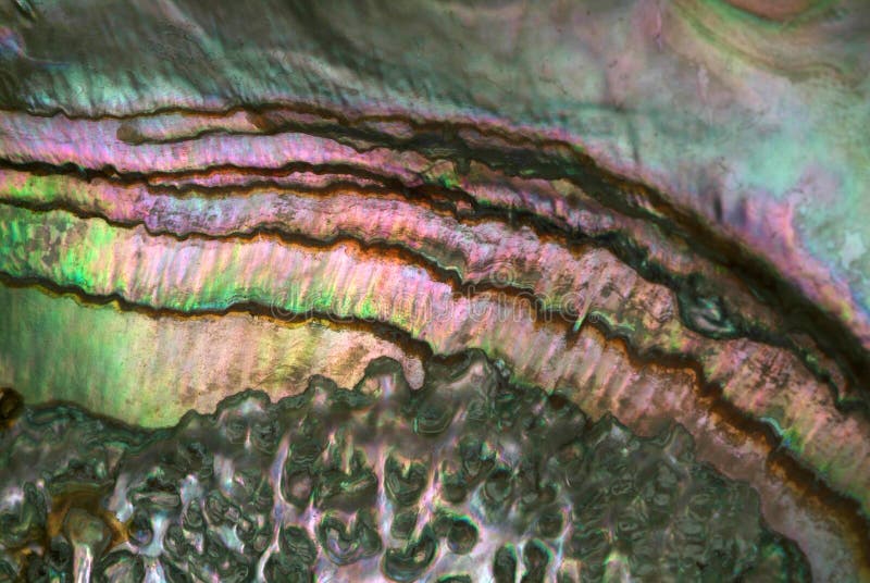 Iridescent Shell stock image. Image of textured, paua - 22234487