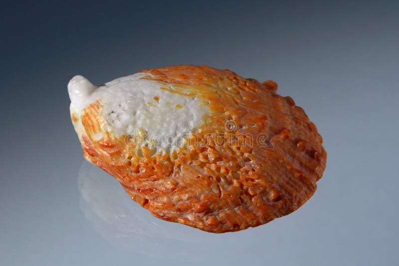 Shell for Aphrodite stock photo. Image of fantastic, finfishess - 13609096