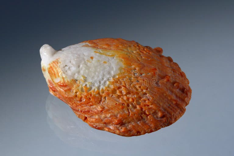 Sea Shell Aphrodite Stock Photos - Free & Royalty-Free Stock Photos ...