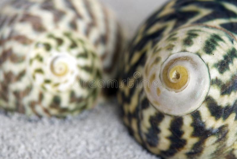 Close up of shell stock photo. Image of material, nature - 4681830