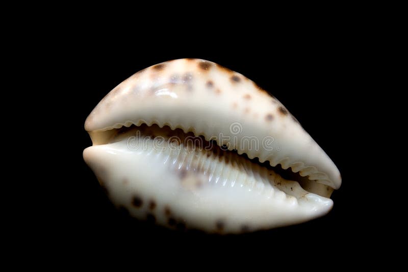 110 Spiny Mollusk Seashell Stock Photos - Free & Royalty-Free Stock ...