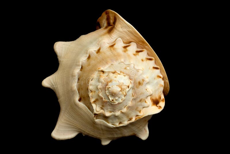 193 Spiny Mollusk Seashell Stock Photos - Free & Royalty-Free Stock ...