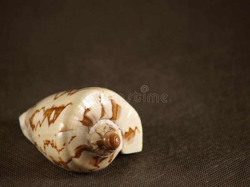 Shell stock photo. Image of backgrounds, conch, shiny - 7471630