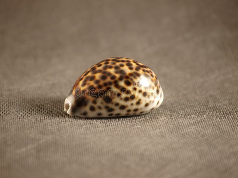 Shell stock photo. Image of material, spiral, shiny, mollusk - 7471650