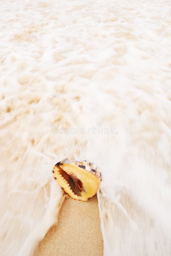 Shell stock photo. Image of scenic, edge, idyllic, ocean - 7695694