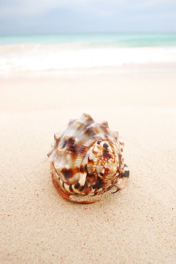 Shell stock photo. Image of dominican, tourist, atlantic - 7731842