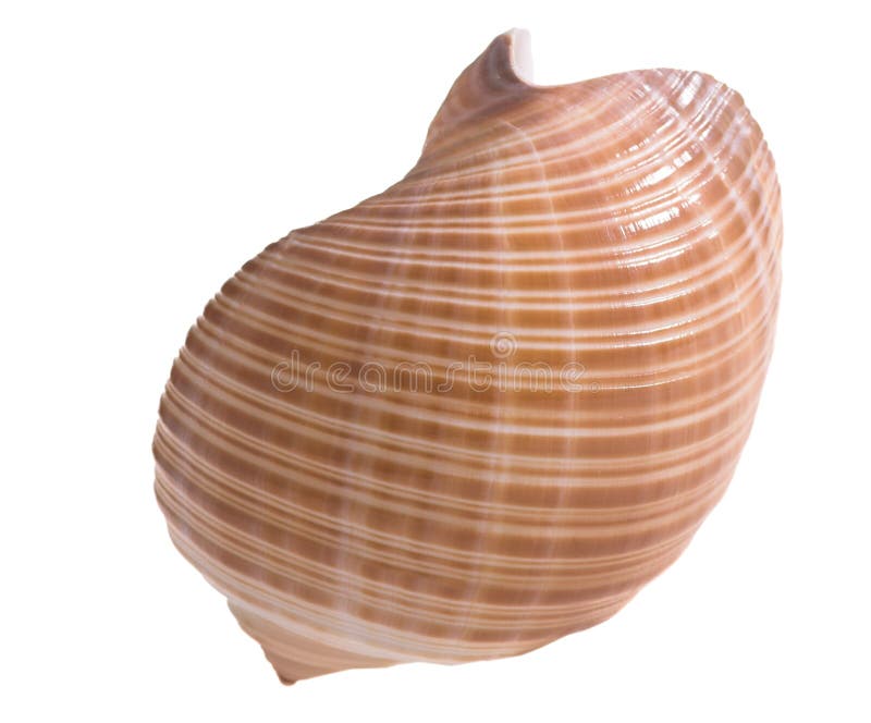 Shell Picture. Image: 7897238