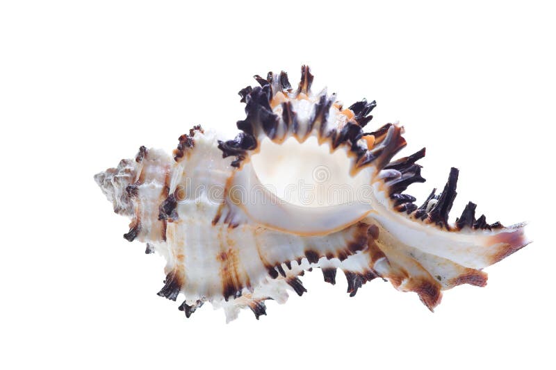 Shell Picture. Image: 7897294