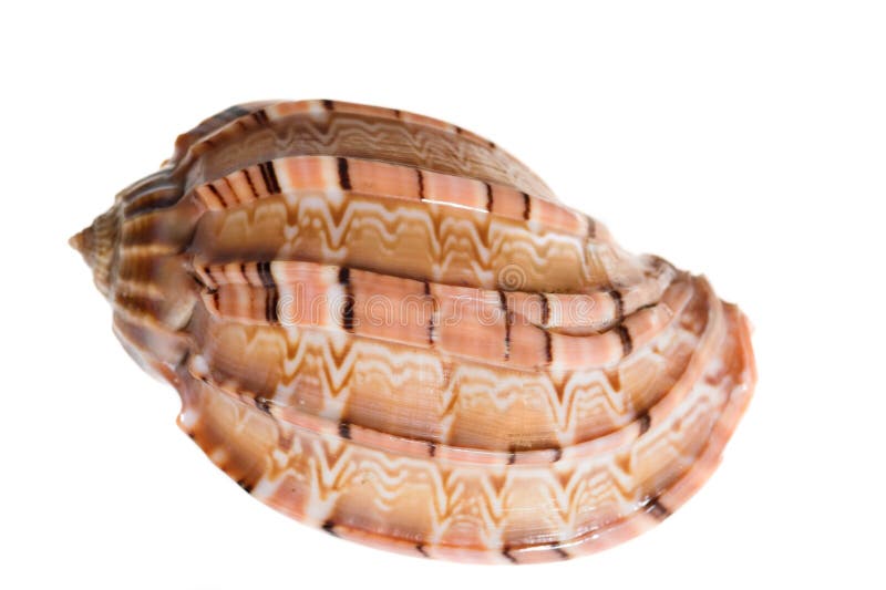 Shell Picture. Image: 7897302