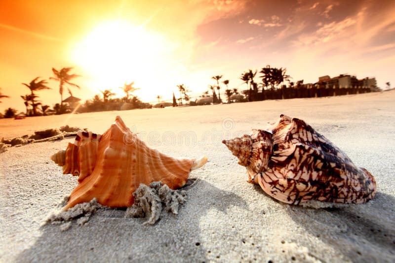 Shell stock photo. Image of caribbean, relax, beach, pretty - 8101710